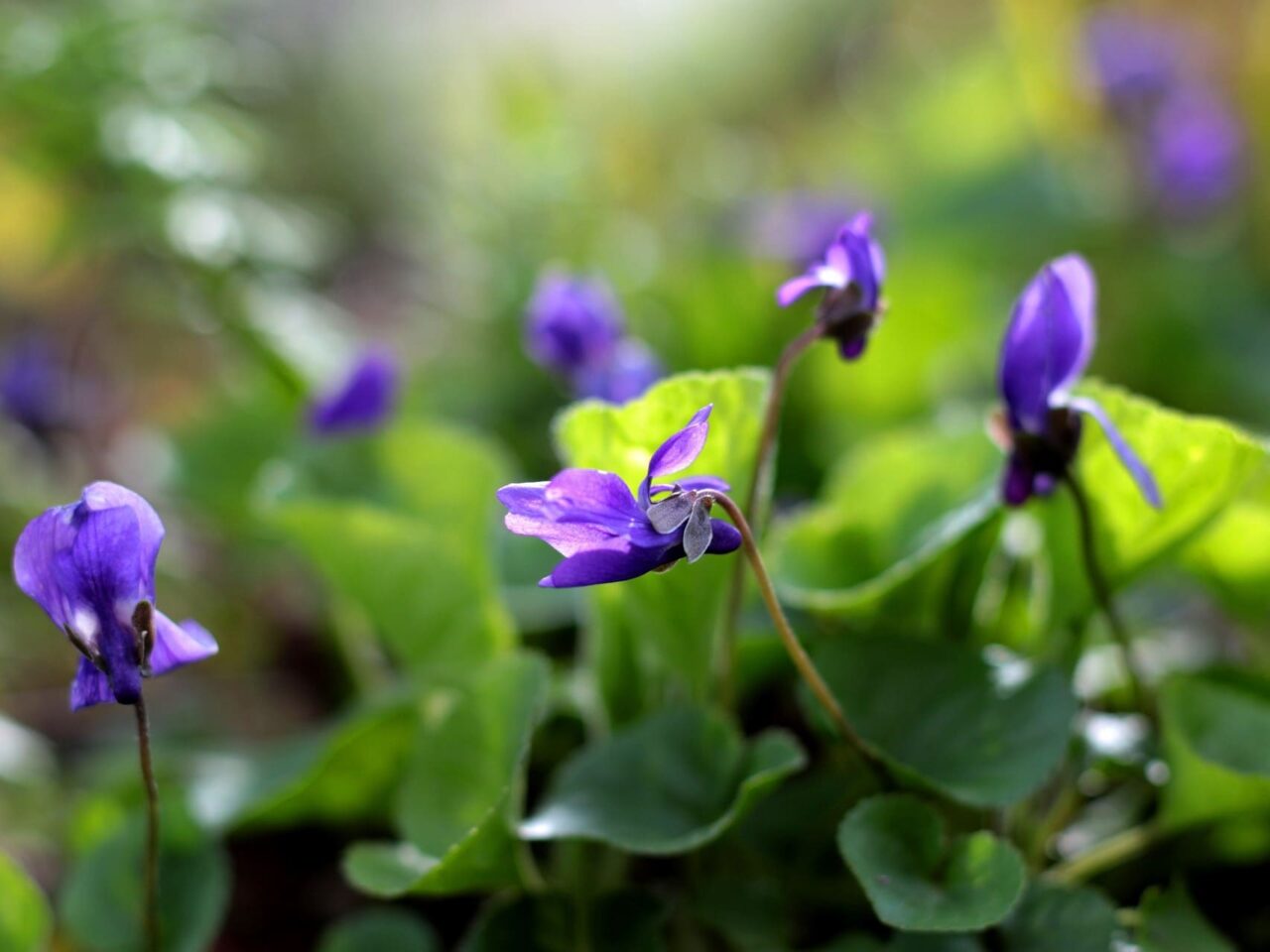 Violette odorante - Phyto Society